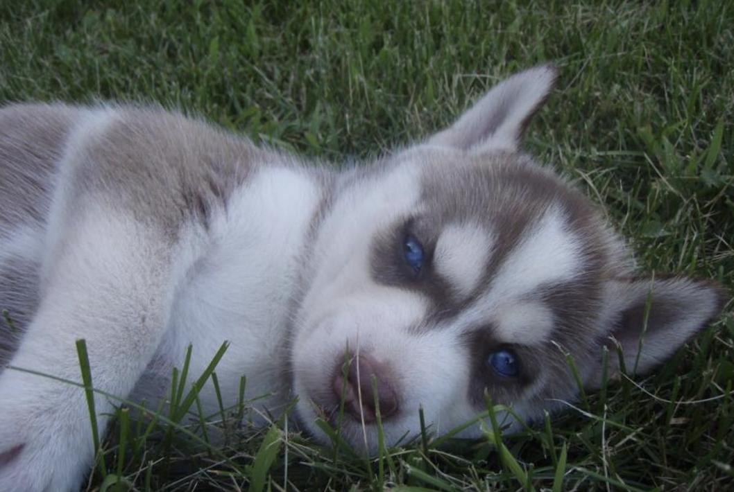 Walker Huskies in California | Siberian Husky puppies | Good Dog