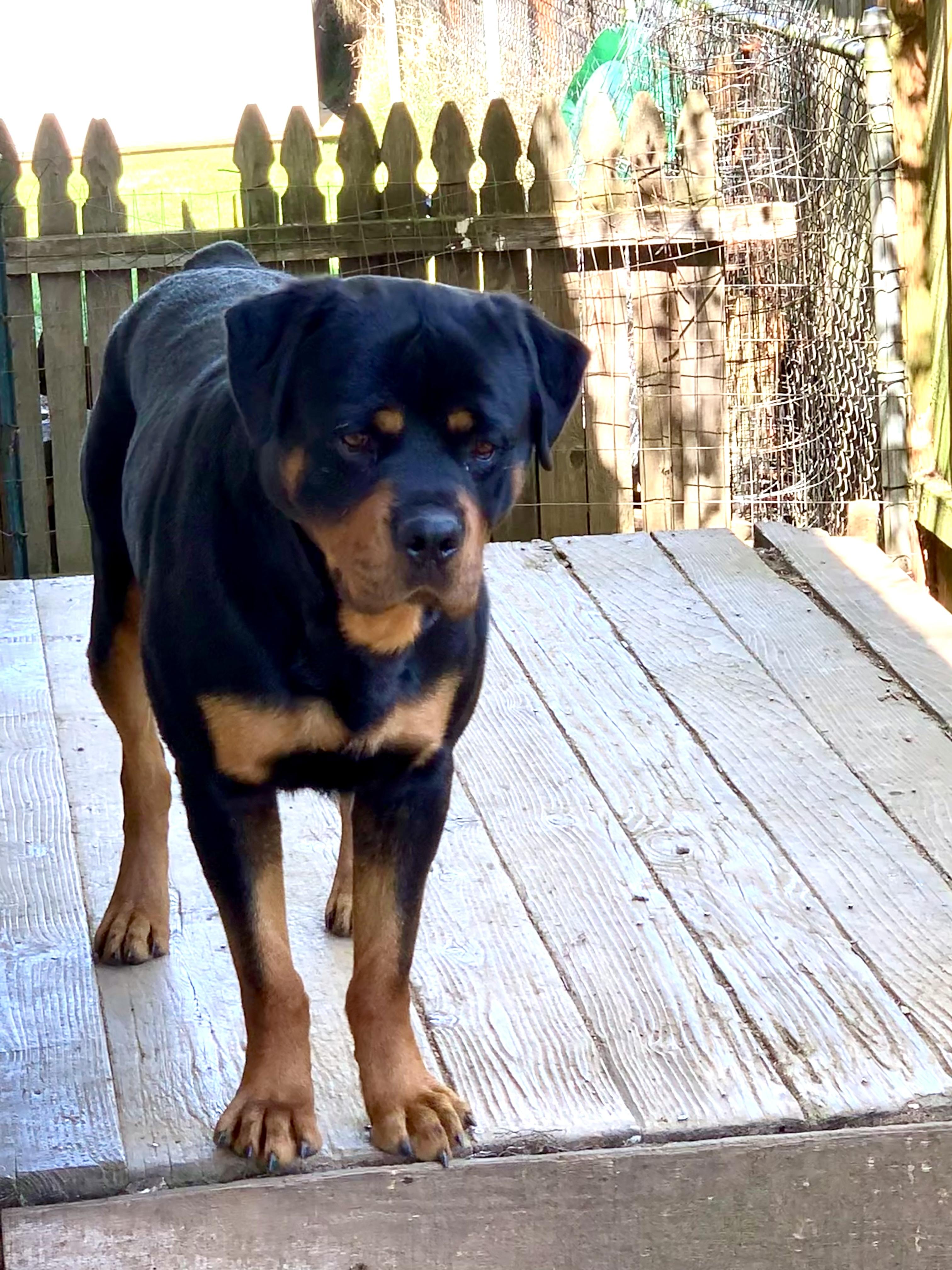BelovedK9 Rottweilers in Oregon | Rottweiler puppies | Good Dog