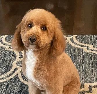 McDoodles.org in Missouri | Goldendoodle puppies | Good Dog