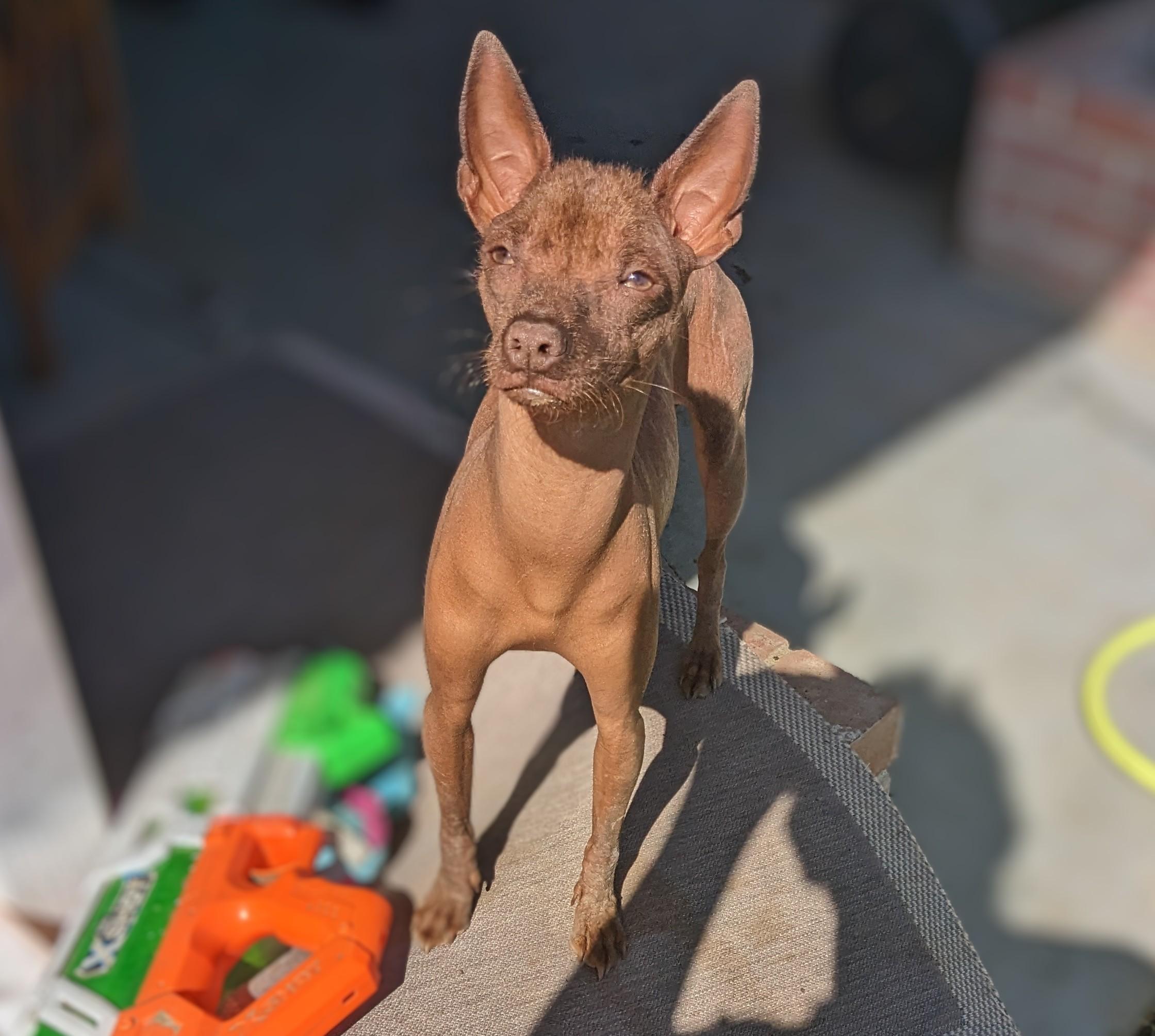 Xolo_babez in California | Xoloitzcuintli puppies | Good Dog