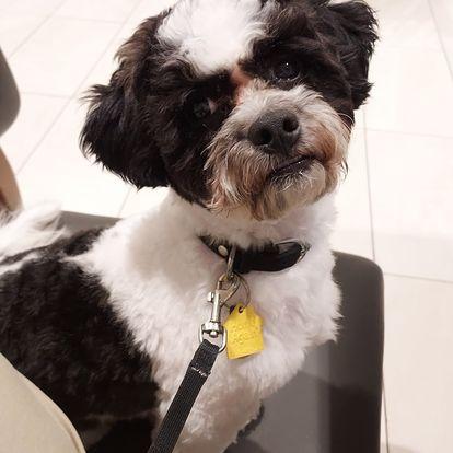 Diane Scott's Shichons in Florida | Shichon puppies | Good Dog