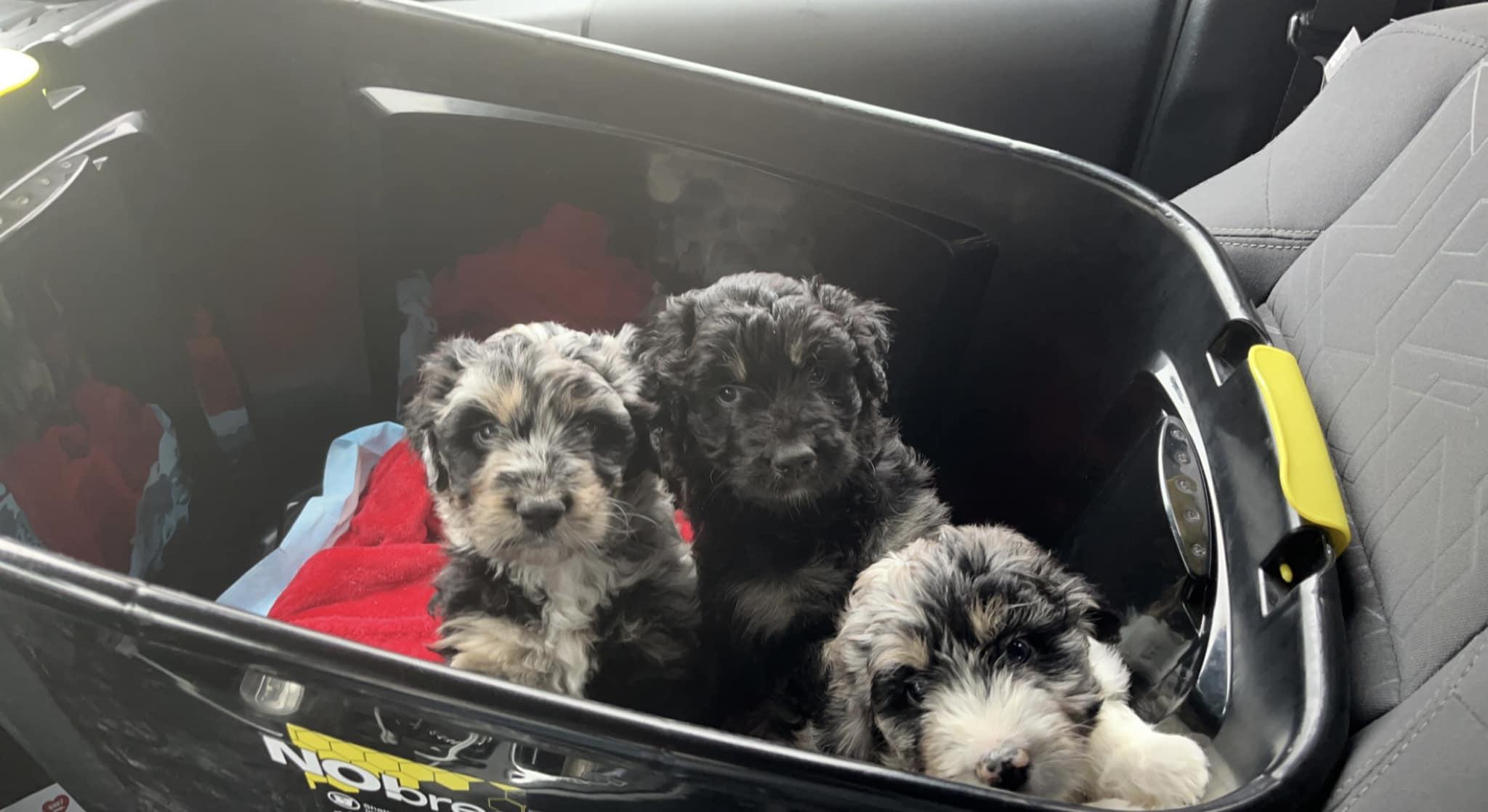 North Alabama Doodles in Alabama | Aussiedoodle puppies | Good Dog