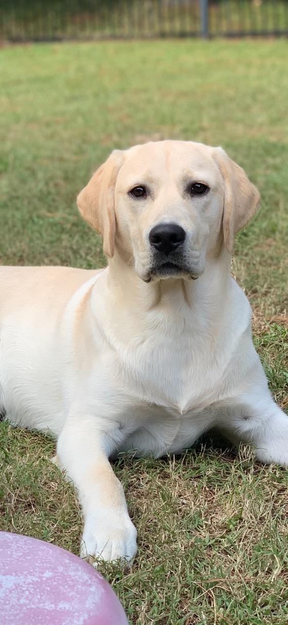 Duck Pond Farm English Labradors in South Carolina | Labrador Retriever ...