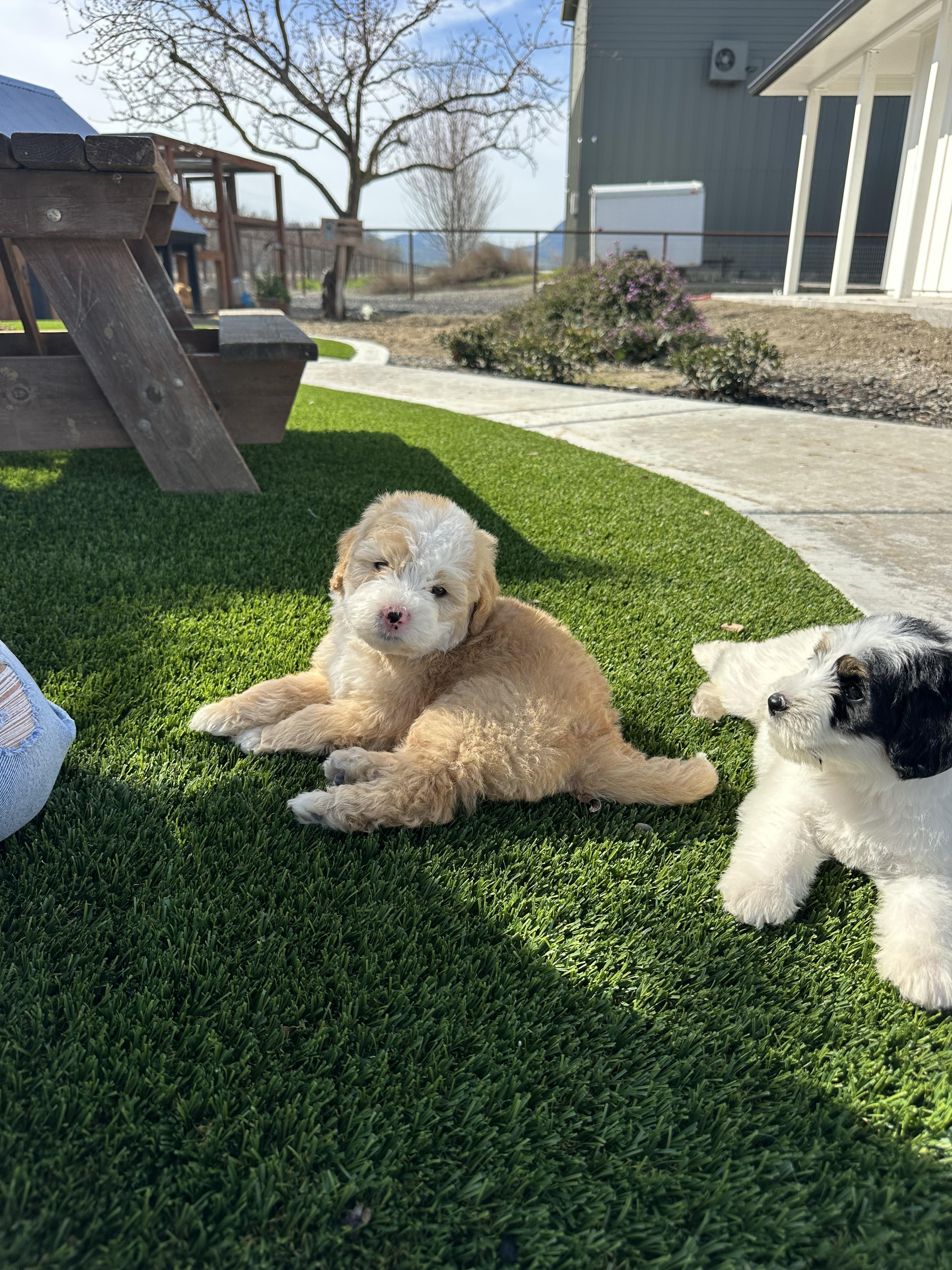 Ranch House Doodles in California | Bernedoodle puppies | Good Dog