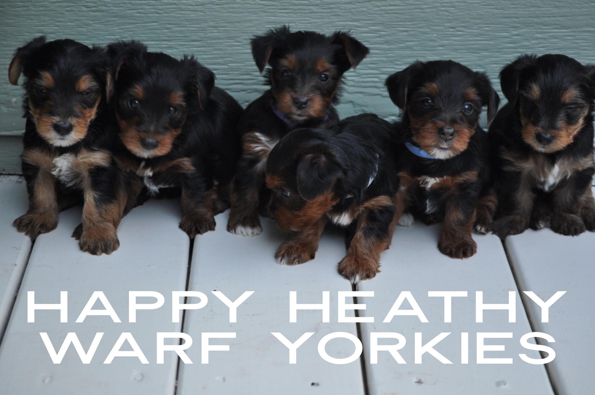 Happy Healthy Yorkies in Virginia | Yorkshire Terrier puppies | Good Dog