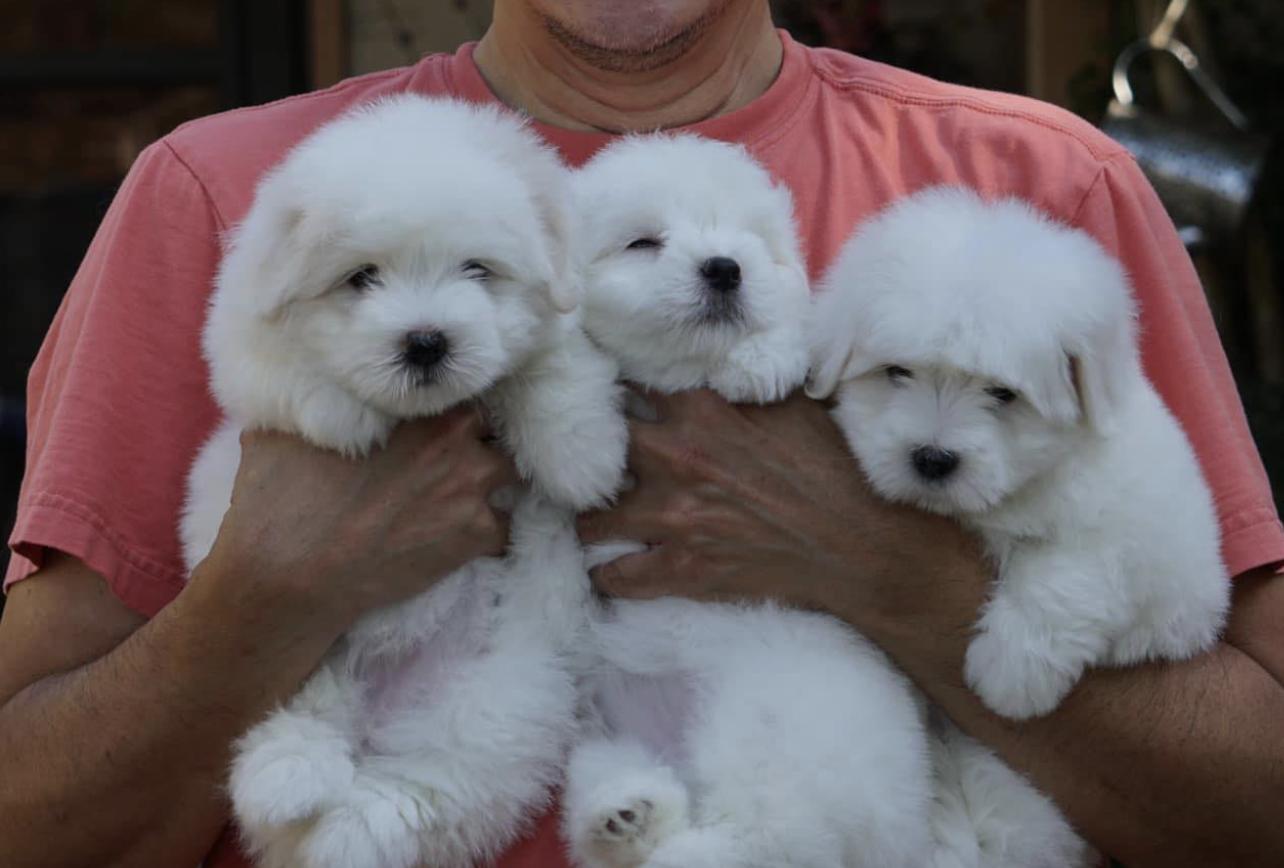 Cloud Nine Cotons in Texas | Coton de Tulear puppies | Good Dog
