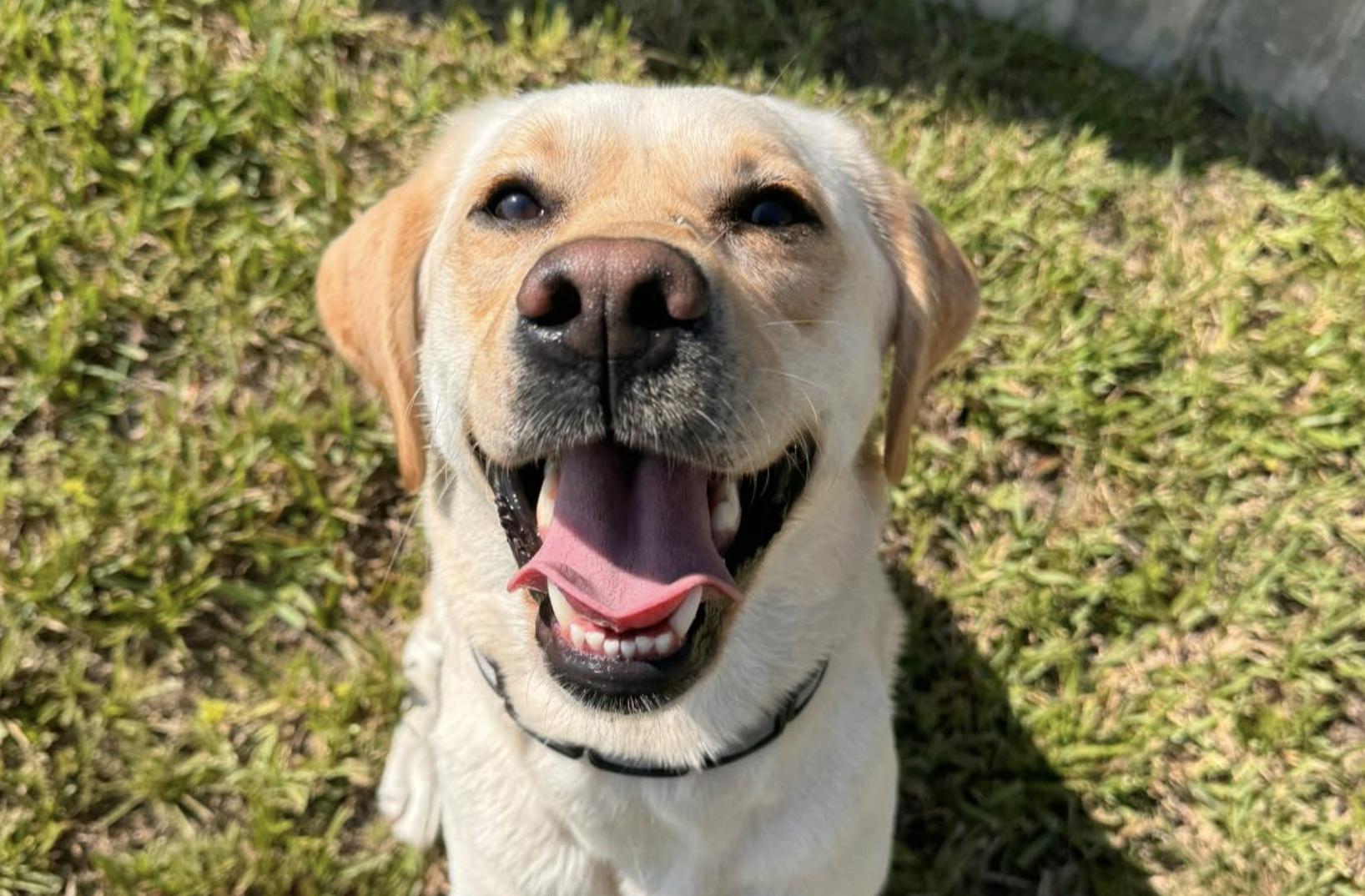 Little River Labradors in Florida | Labrador Retriever puppies | Good Dog