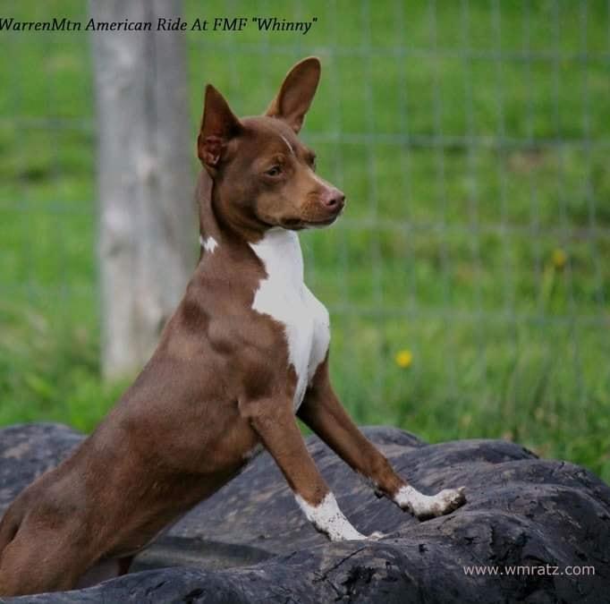 Foggy Meadow Farm in Vermont | Rat Terrier puppies | Good Dog