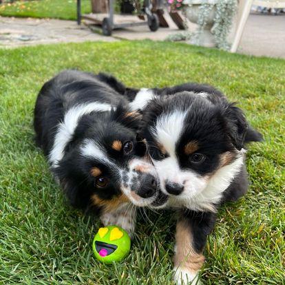 Haley Dunlap's Miniature Australian Shepherds in Washington | Miniature ...