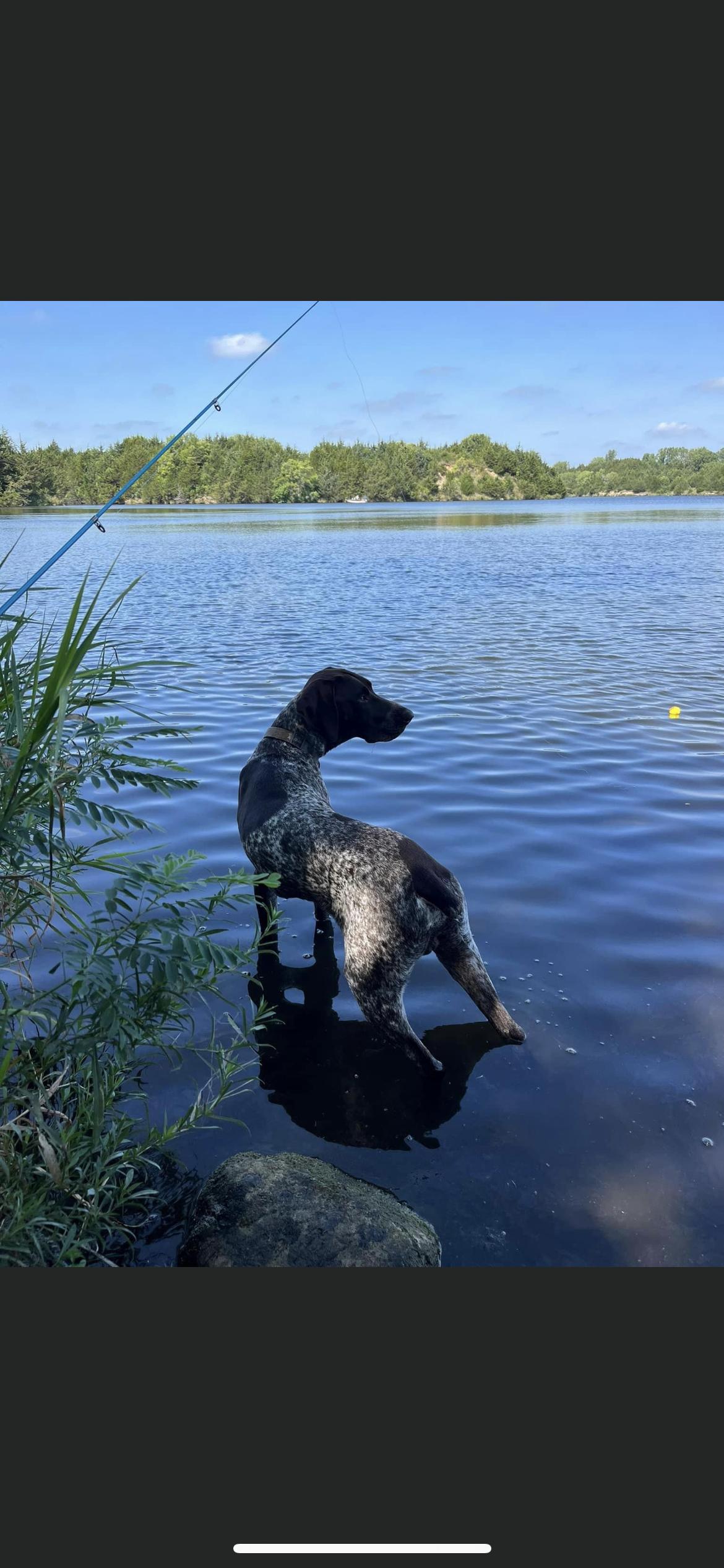 Durfee GSP's in South Dakota | German Shorthaired Pointer puppies ...