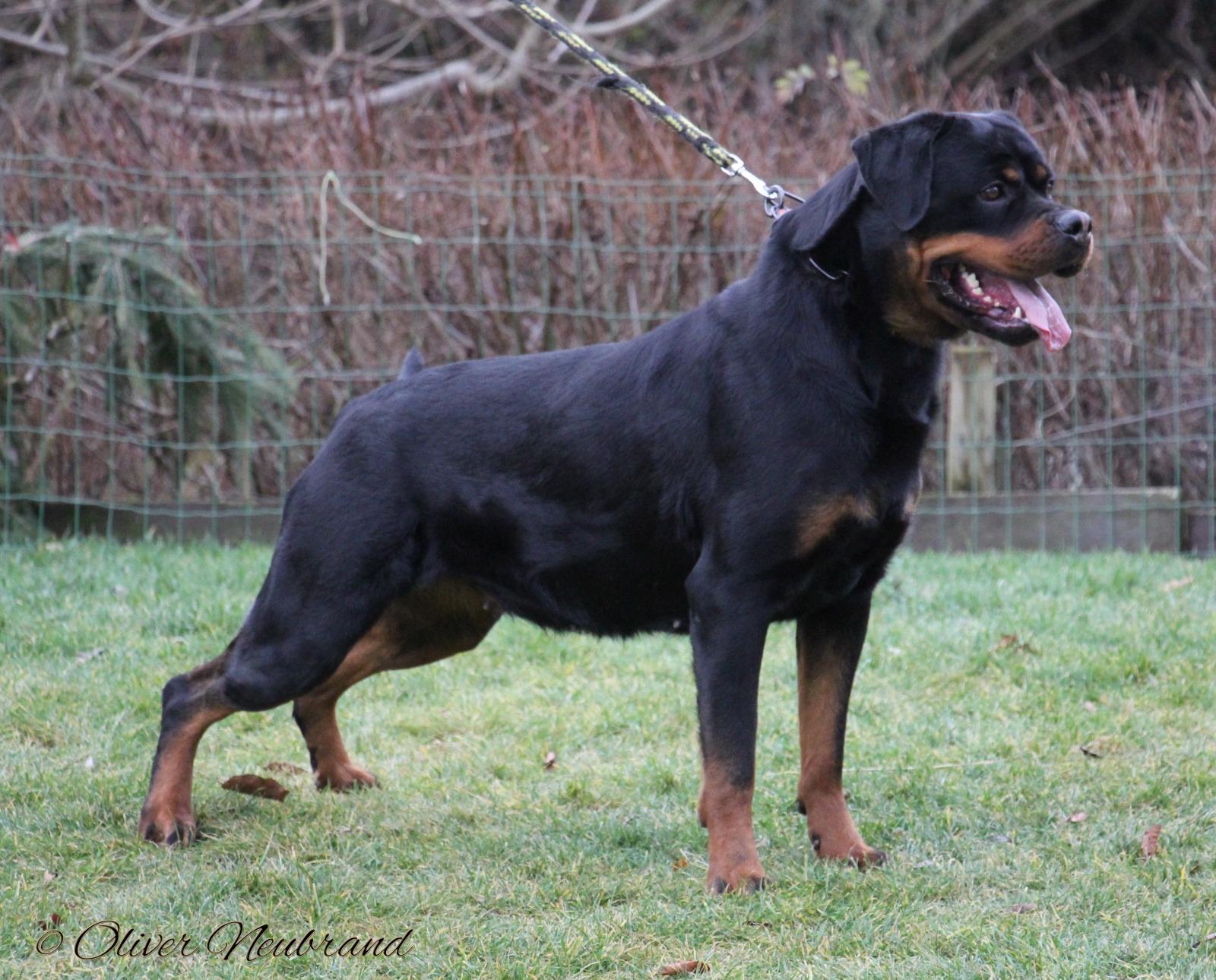 Vom Valencia Haus in California | Rottweiler puppies | Good Dog