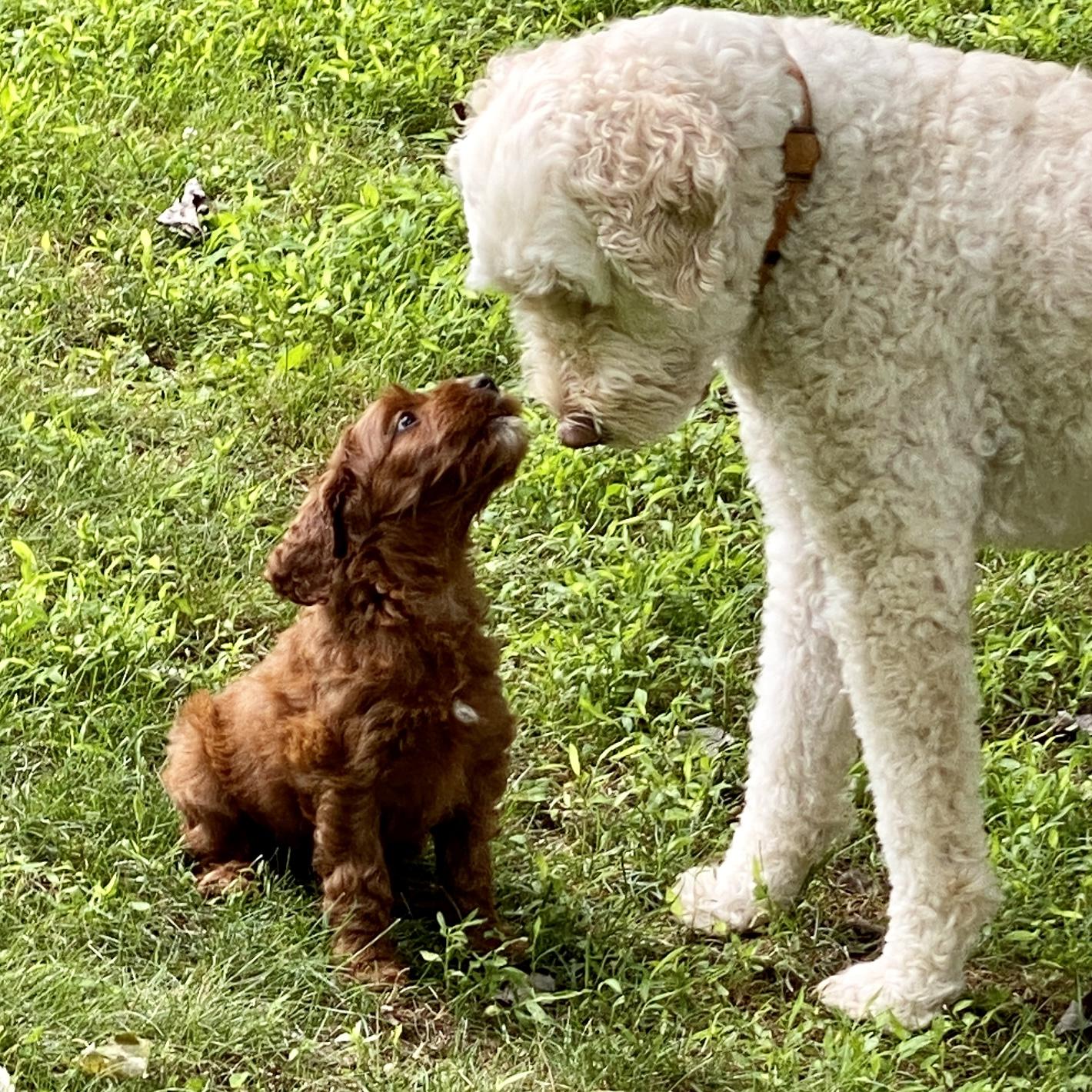 Kippy’s Farm Australian Labradoodles in Connecticut | Australian ...