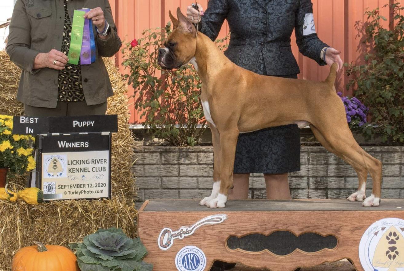 Cinnrhee Boxers in Tennessee | Boxer puppies | Good Dog