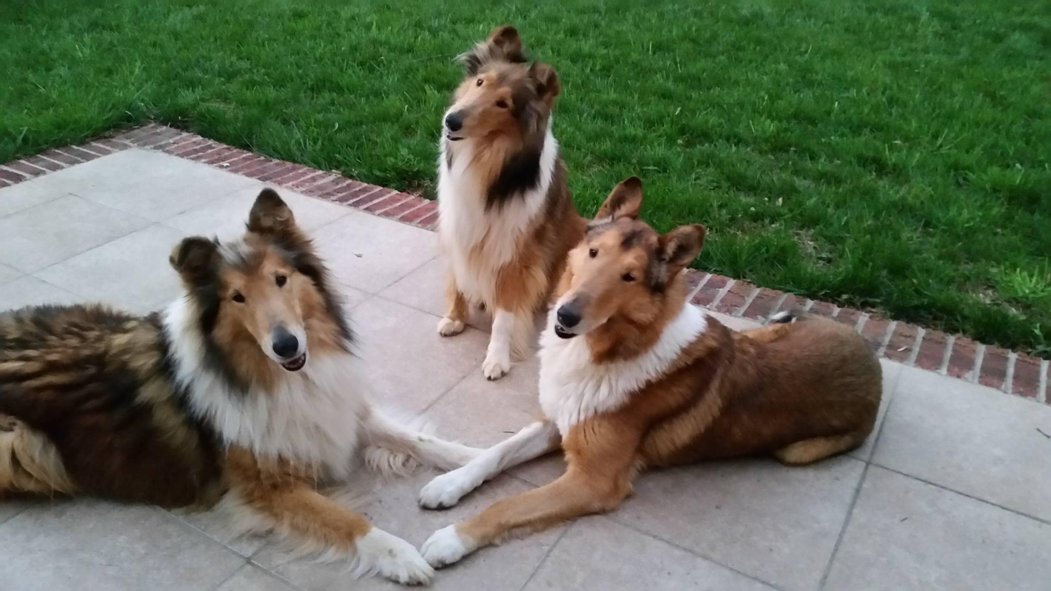 Crosswind Collies in North Carolina | Collie puppies | Good Dog