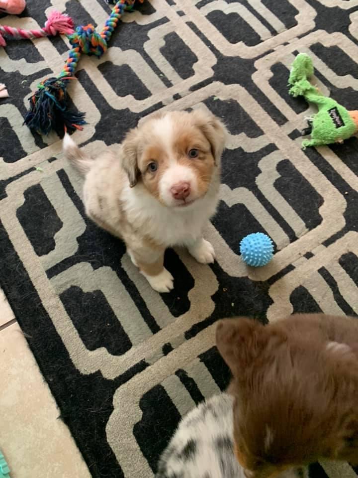 TK’s Texas ASDR Aussies in Texas | Miniature Australian Shepherd ...