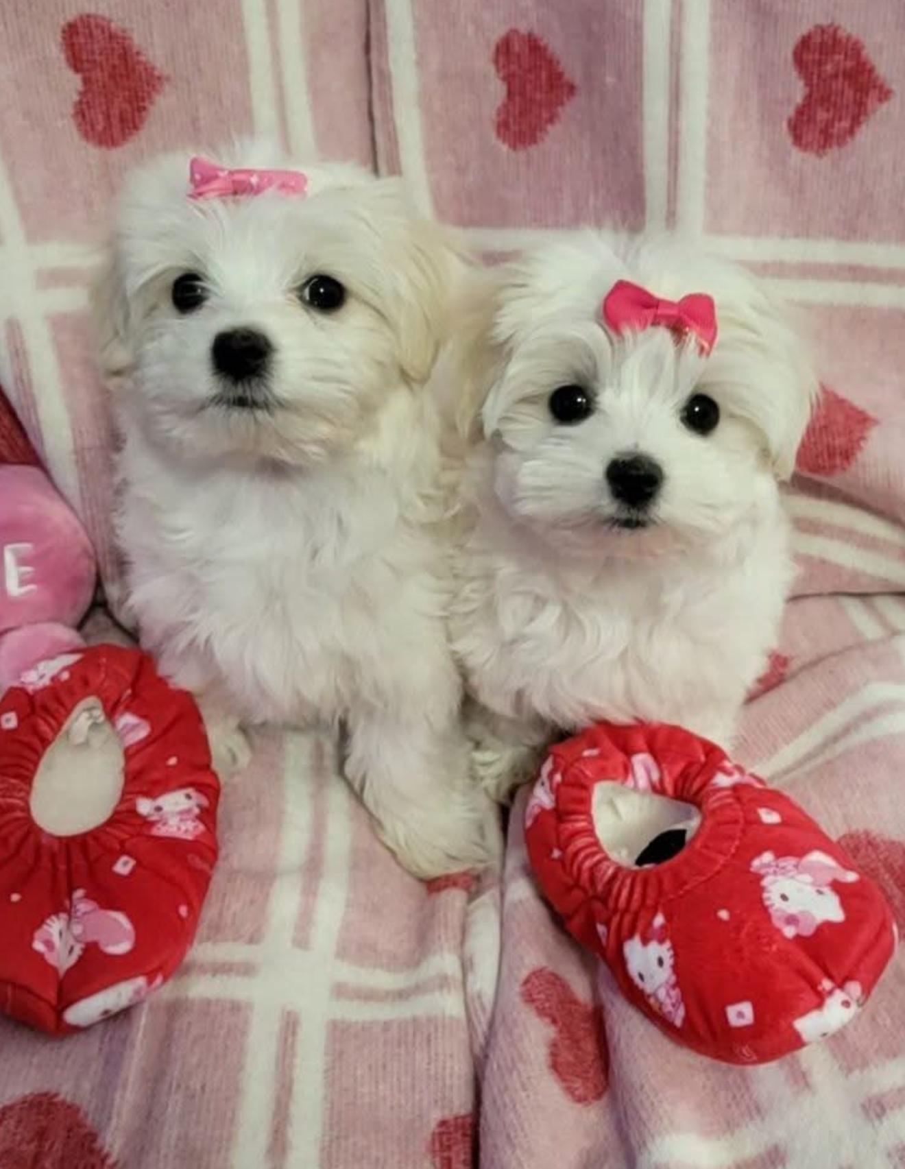 BeachRidge Pups in Virginia | Maltese, Maltipoo or Shihpoo puppies ...