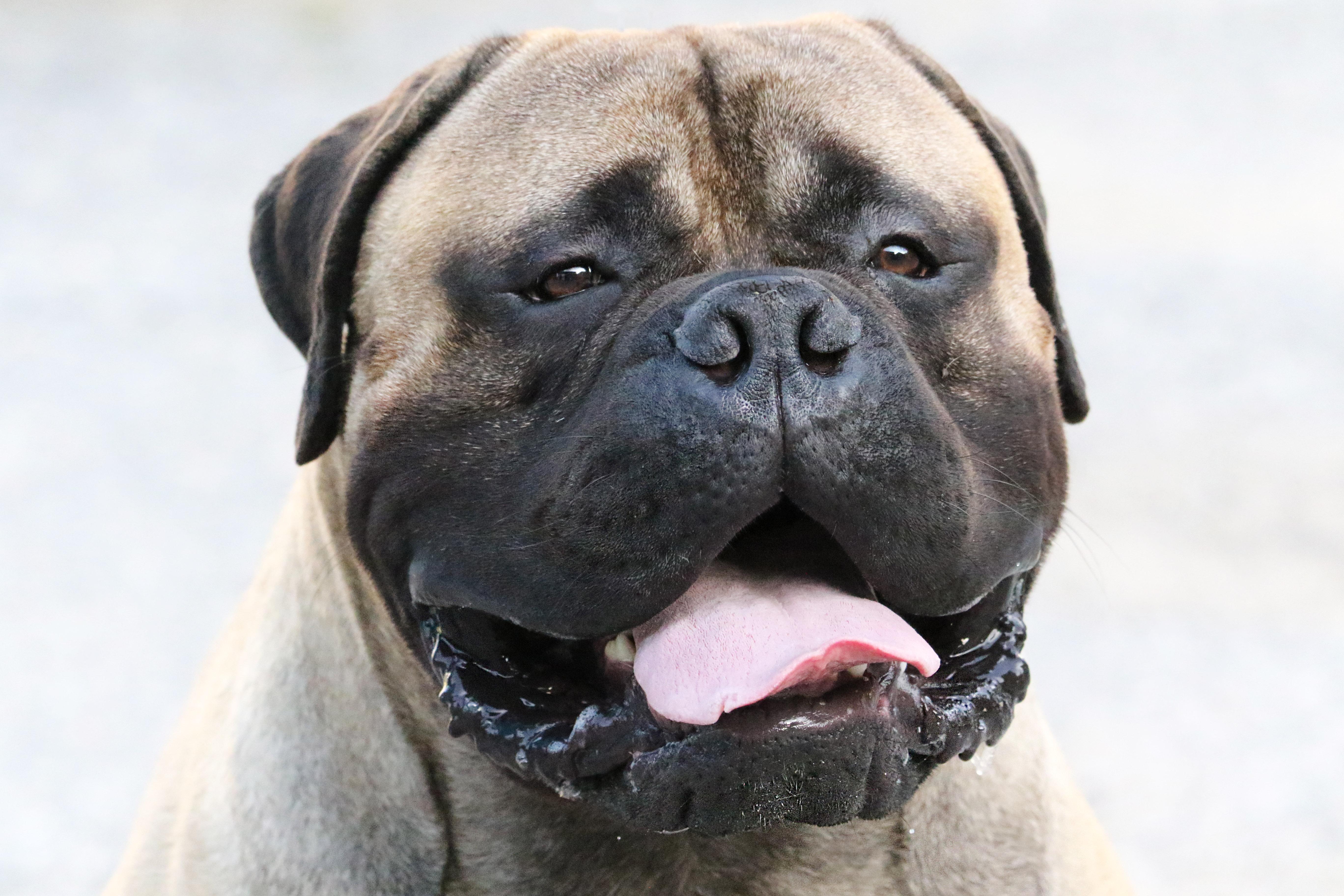 Amulet Bullmastiffs in Massachusetts | Bullmastiff puppies | Good Dog