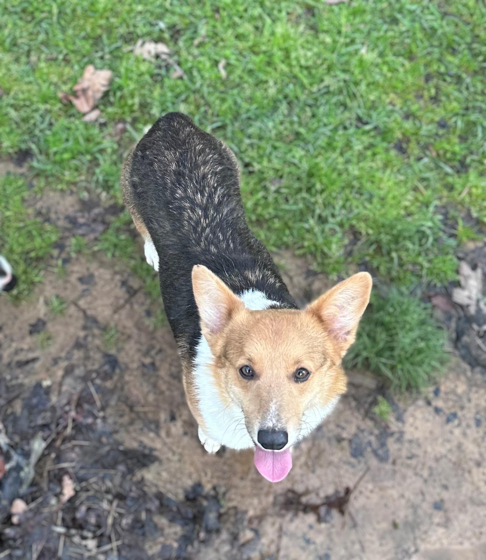 Piney Woods Corgis in Texas | Pembroke Welsh Corgi and American Corgi ...