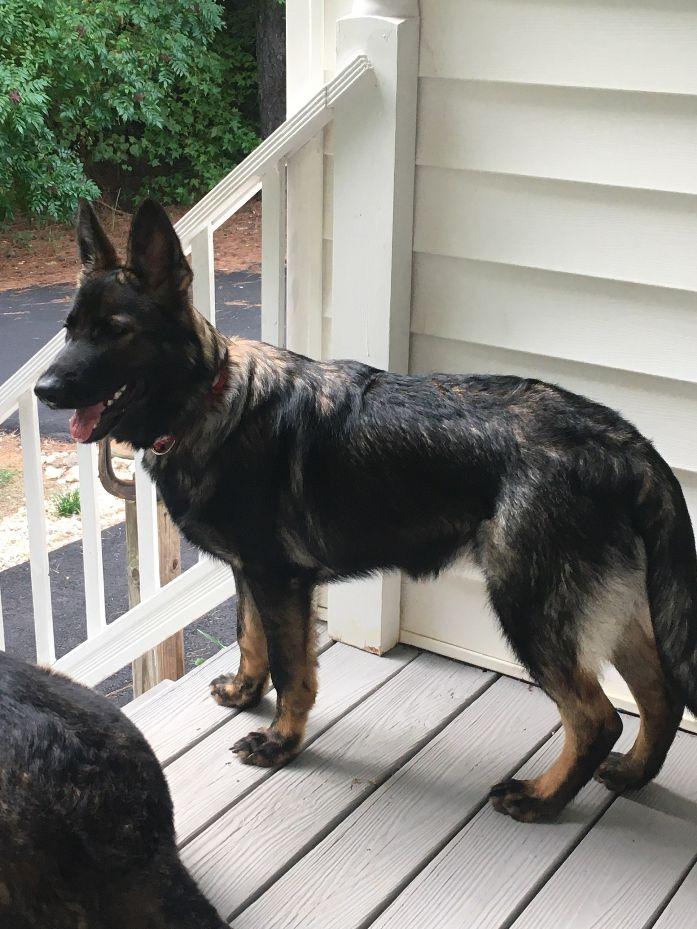 German Shepherds of Virginia in Virginia | German Shepherd puppies ...