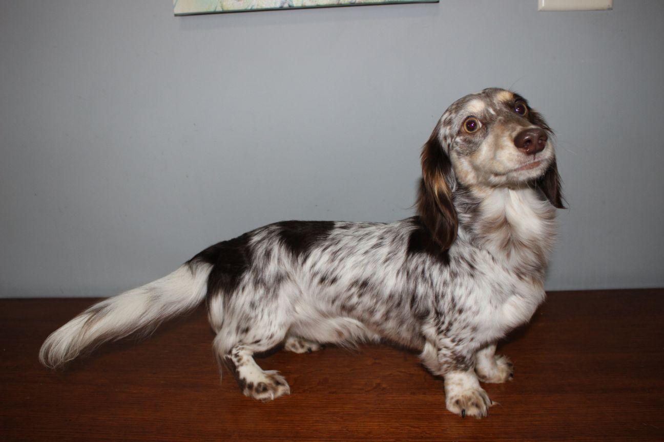 Maple Hill Miniature Dachshunds in Kentucky | Dachshund and Yorkshire ...