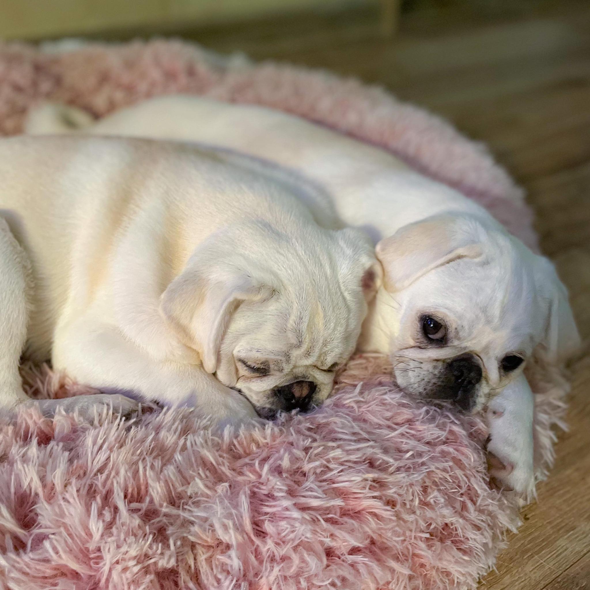 Groovy Pugs in West Virginia | Pug puppies | Good Dog