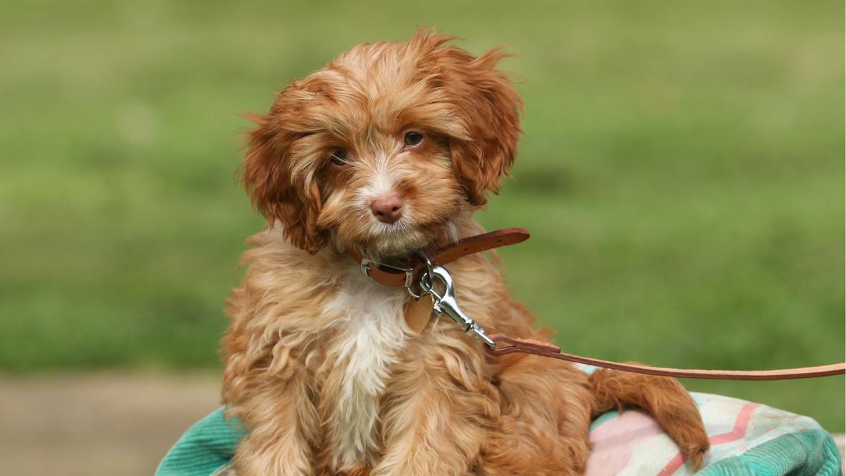 25 cute White Cavapoo puppies for sale | Good Dog
