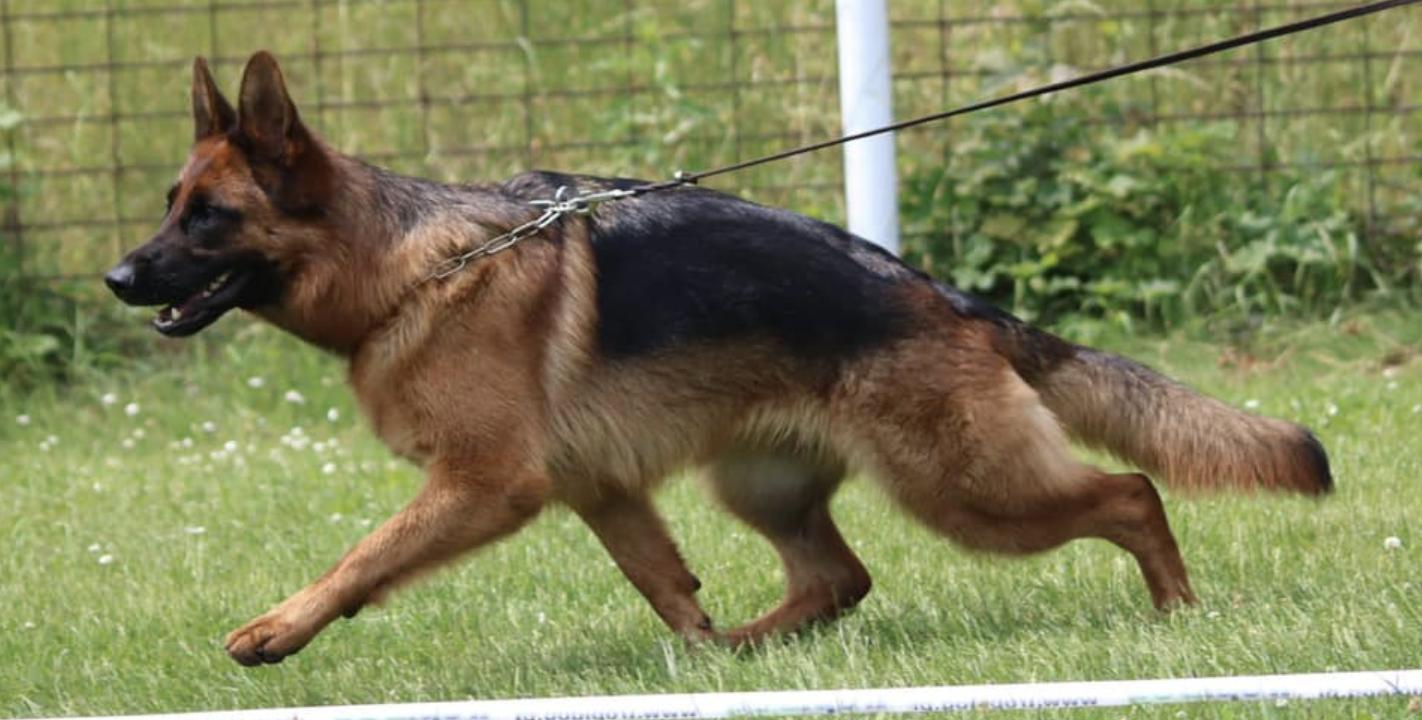 Rachelle Salerno in Hawaii | German Shepherd puppies | Good Dog