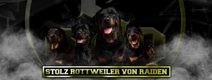 Stolz Rottweilers von Raiden in Texas | Rottweiler puppies | Good Dog