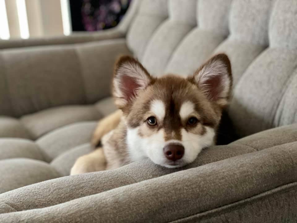 Sonoran Pomskies in Arizona | Pomsky puppies | Good Dog