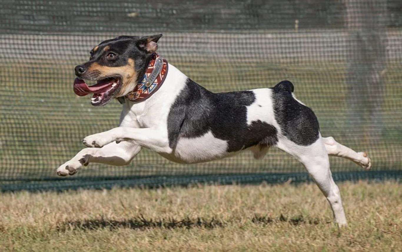 Cryptic Rat Terriers in Alabama | Rat Terrier puppies | Good Dog