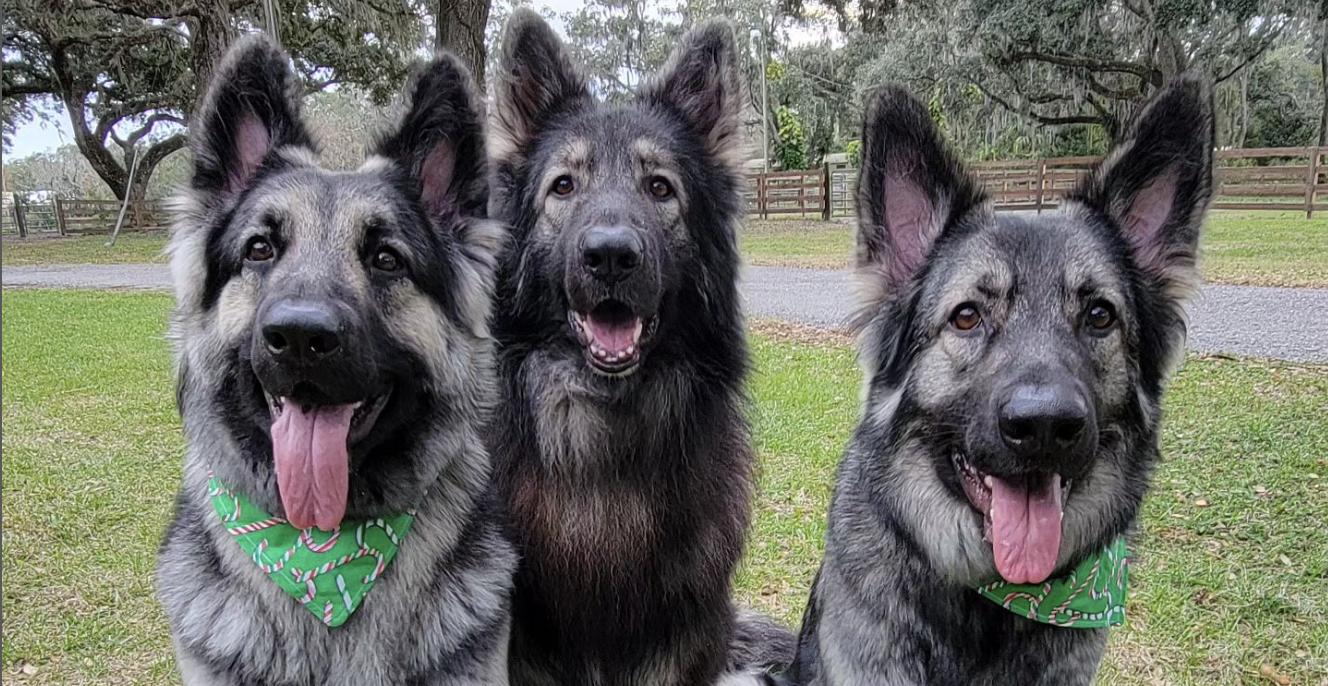 Look Up Shilohs in Florida | Shiloh Shepherd puppies | Good Dog