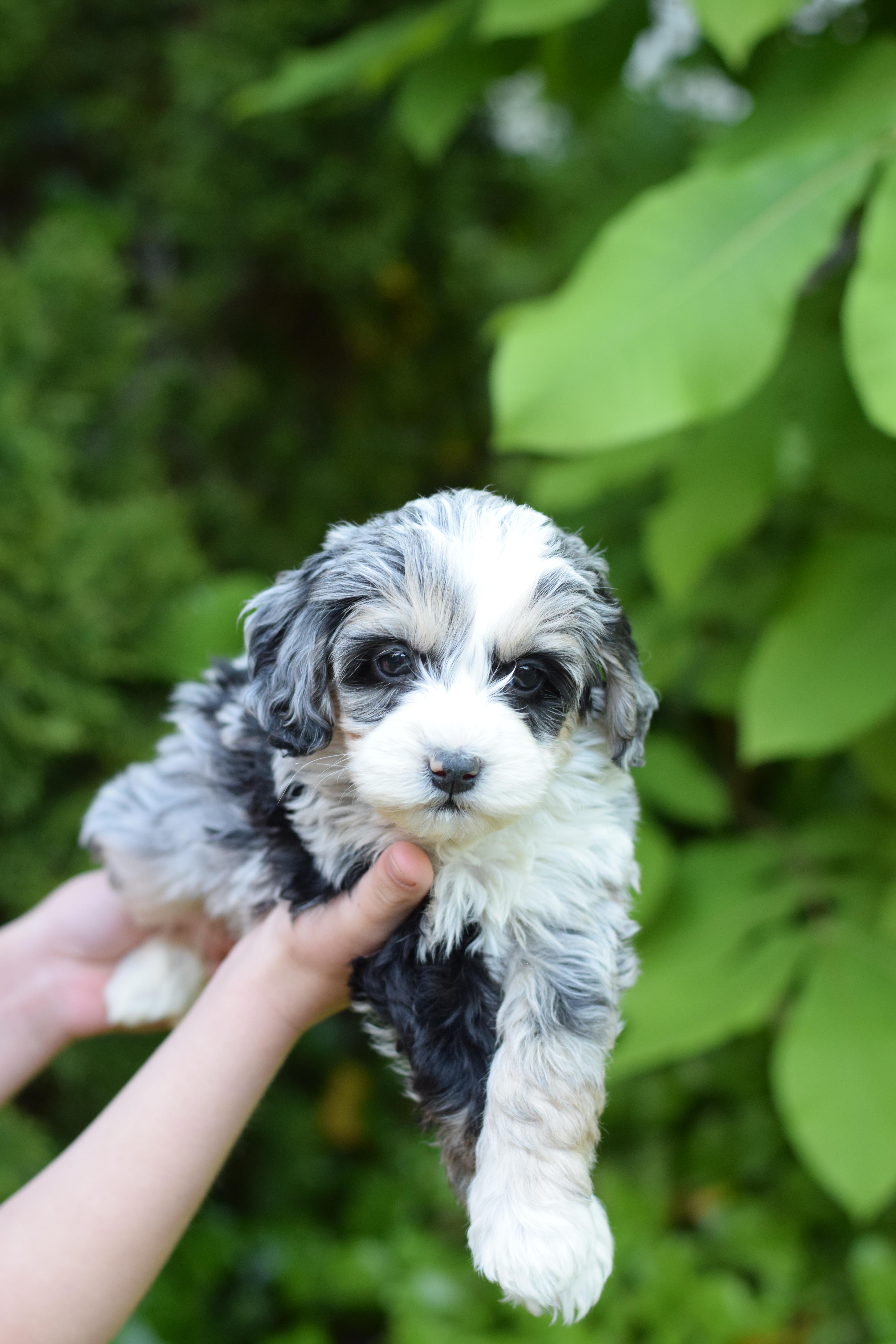 Rocky River Cavapoos in North Carolina | Bernedoodle and Cavapoo ...
