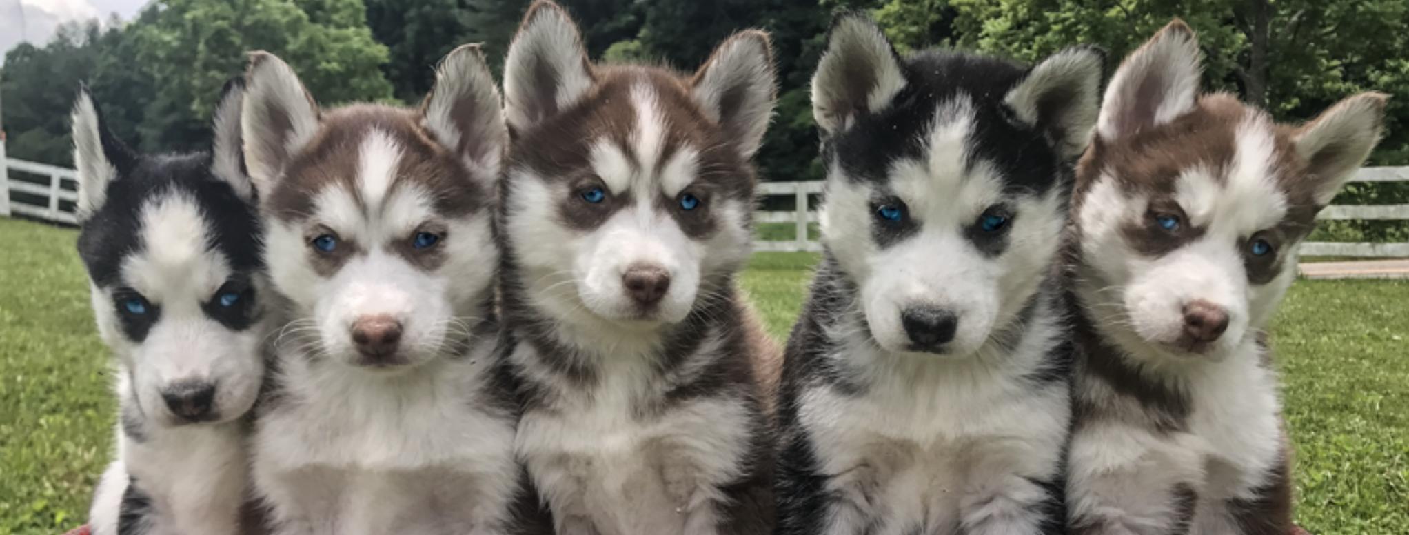 Peterson Puppies in North Carolina | Siberian Husky puppies | Good Dog