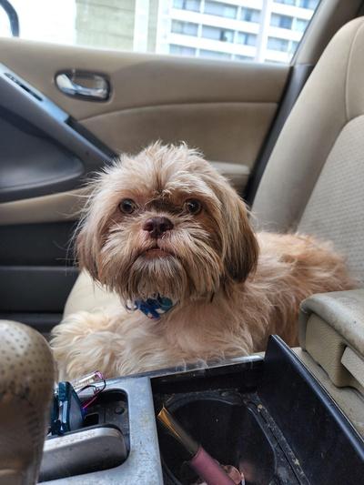 Donna's Shih Tzus in South Carolina | Shih Tzu puppies | Good Dog