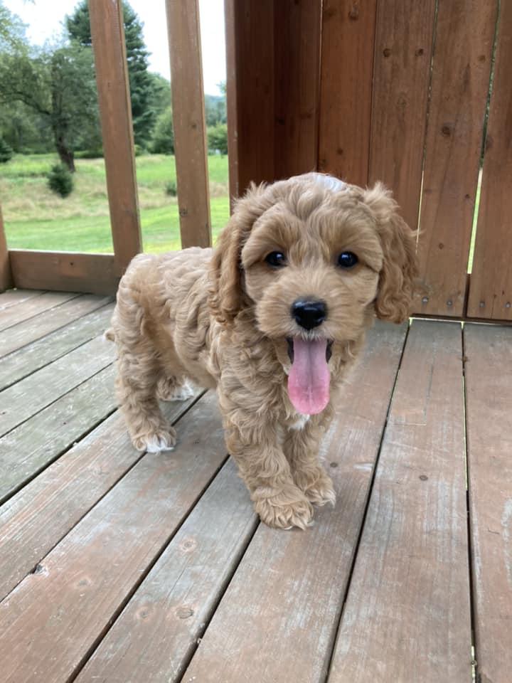 Shimmer of Hope in Pennsylvania | Cockapoo puppies | Good Dog