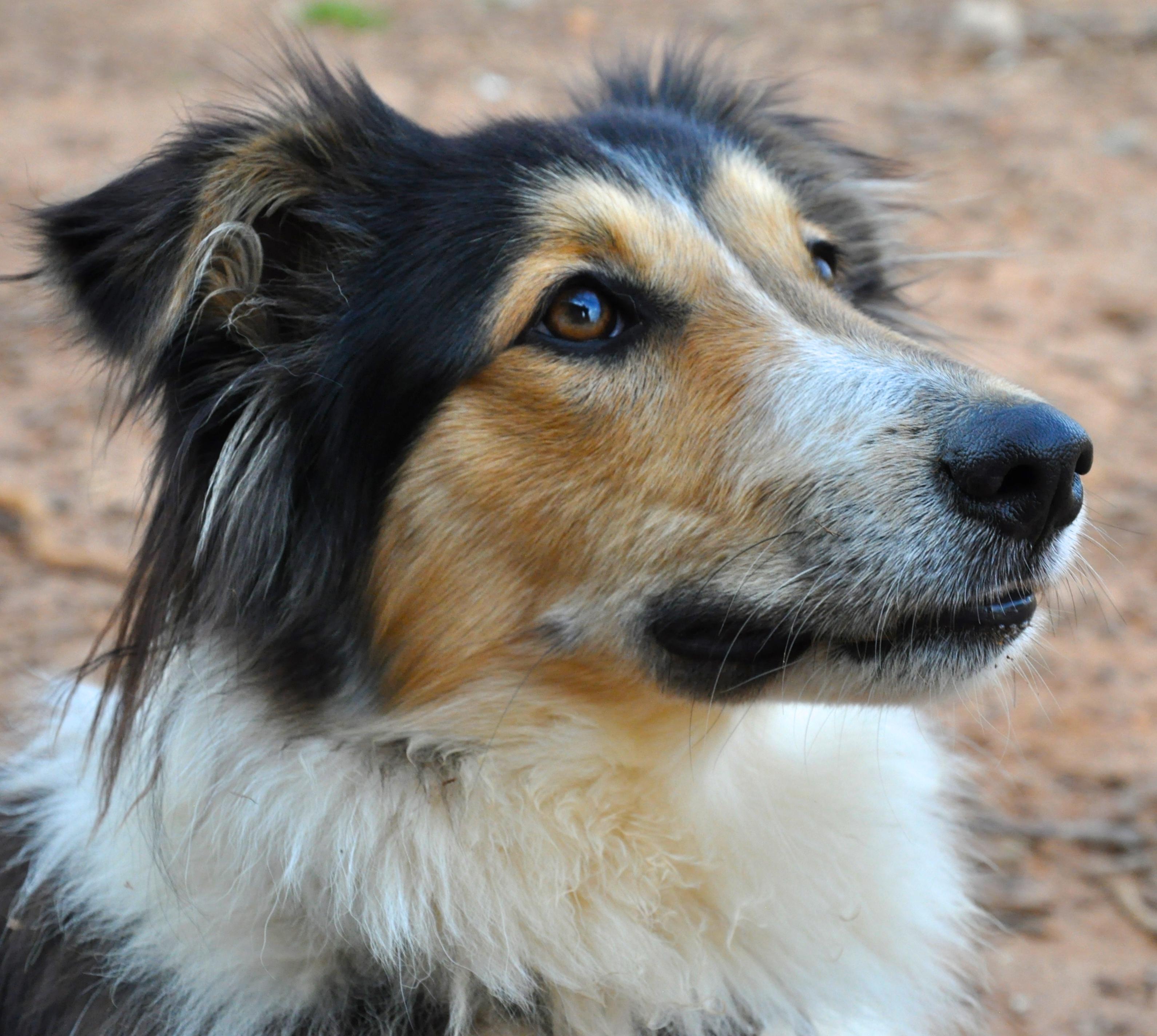 Shepherd's Hearth Old Time Scotch Collies in Virginia | Old Time Scotch ...