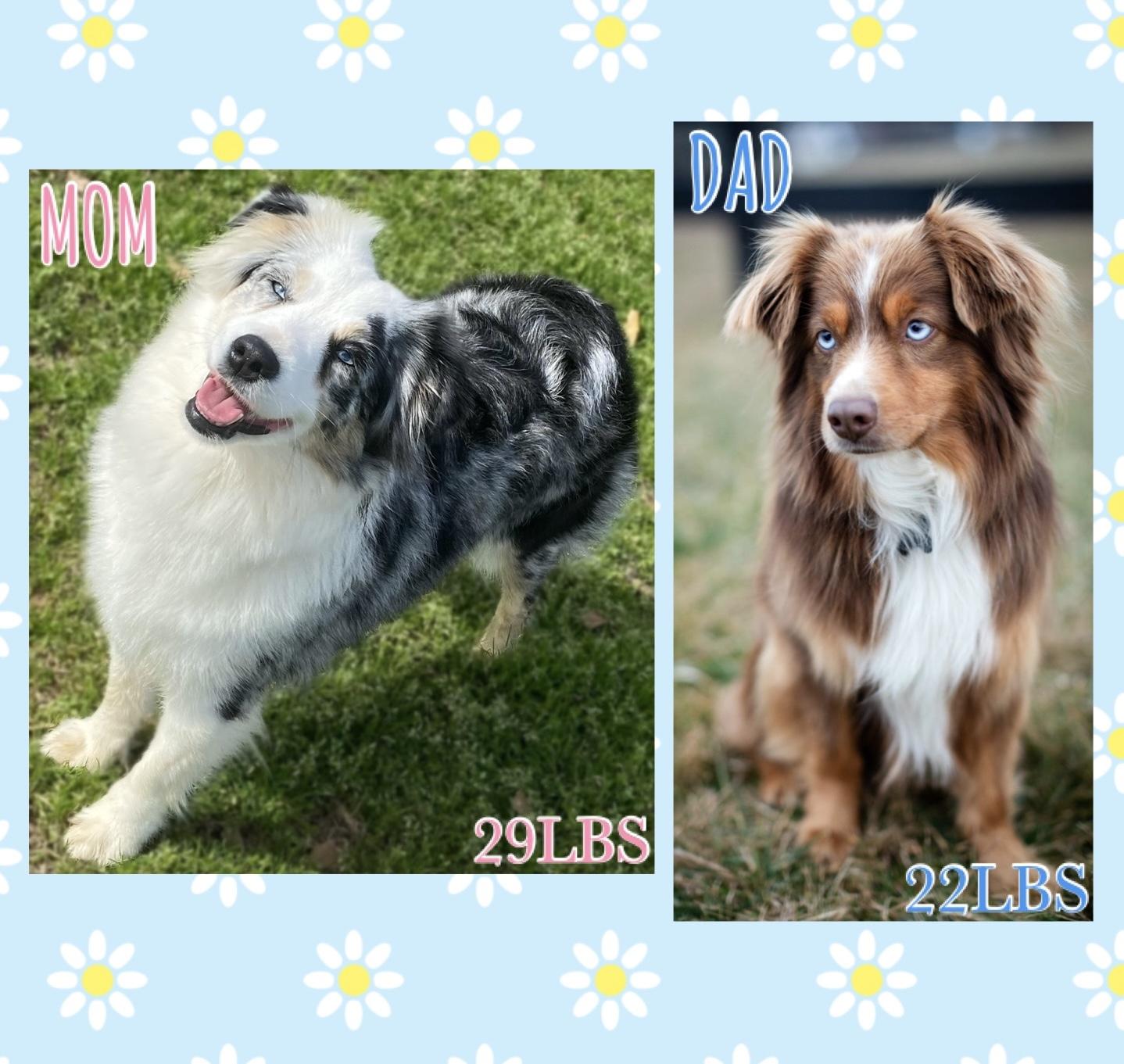 Lani Cs Aussies in Mississippi | Miniature Australian Shepherd puppies ...