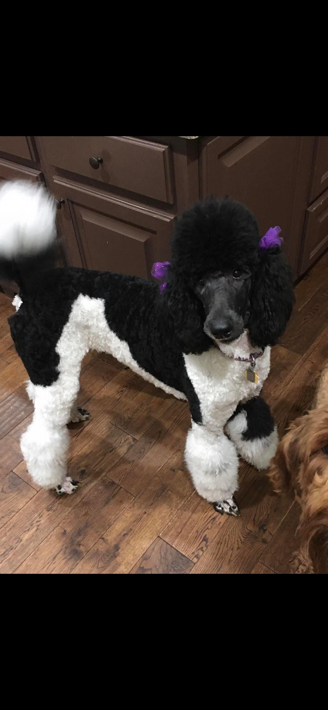 Rosie Ridge Poodles in Tennessee | Poodle puppies | Good Dog