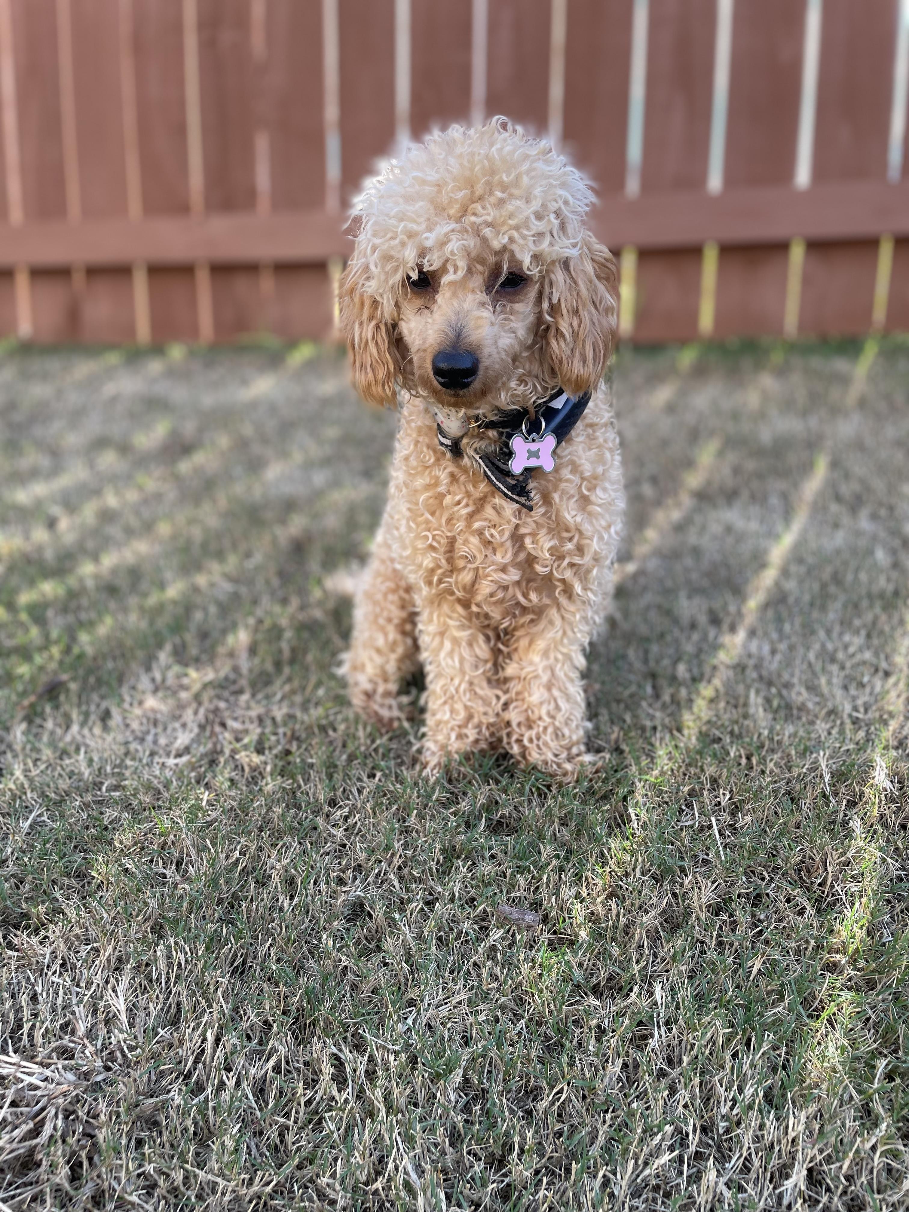 Majic multi pups in Georgia | Poodle puppies | Good Dog