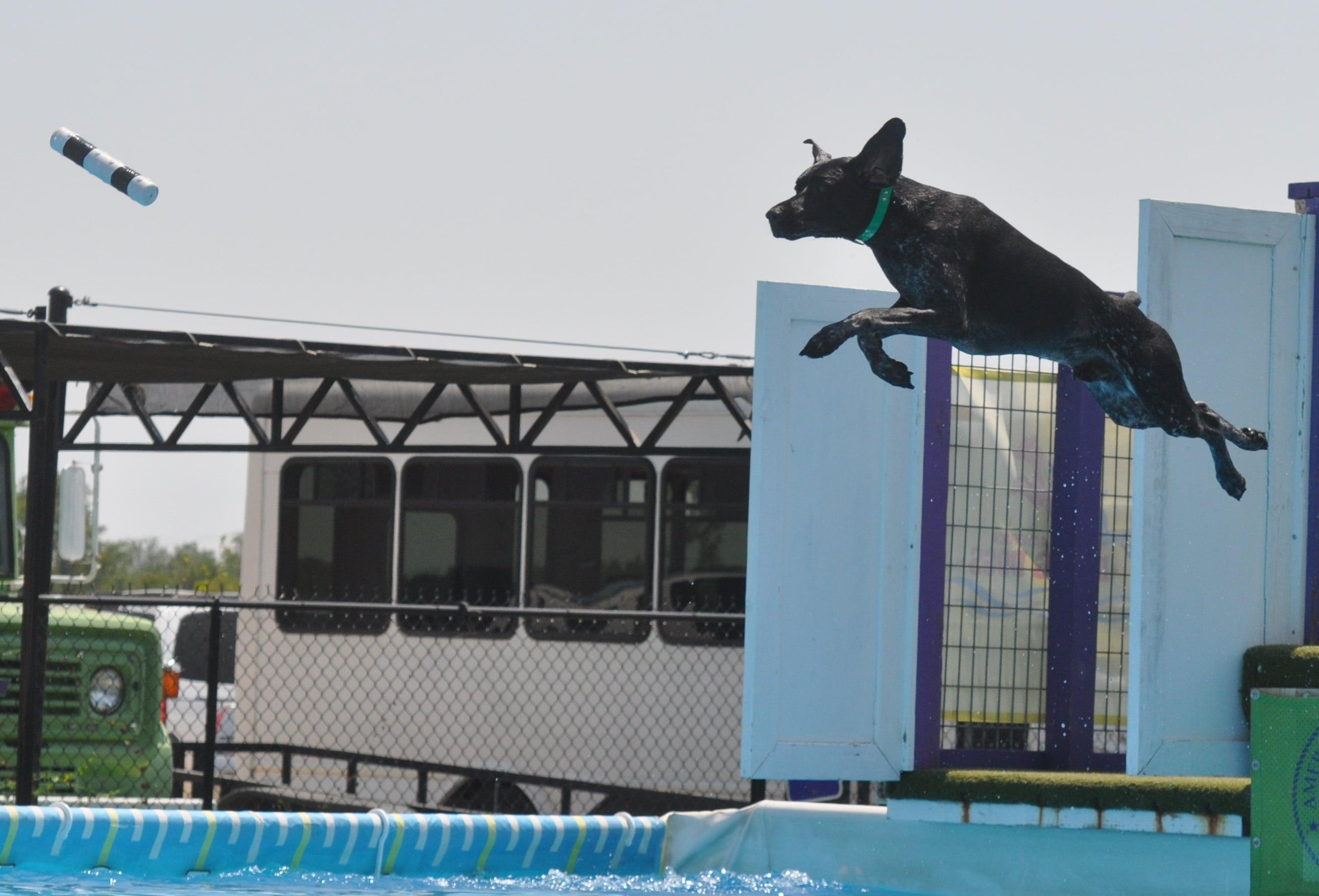 Bird Dog Ranch in Missouri | German Shorthaired Pointer puppies | Good Dog