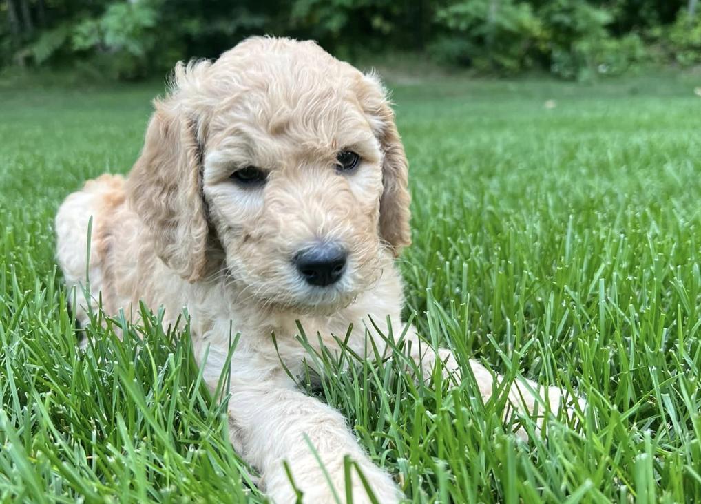 Sundance Ranch Doodles in Minnesota | Goldendoodle puppies | Good Dog