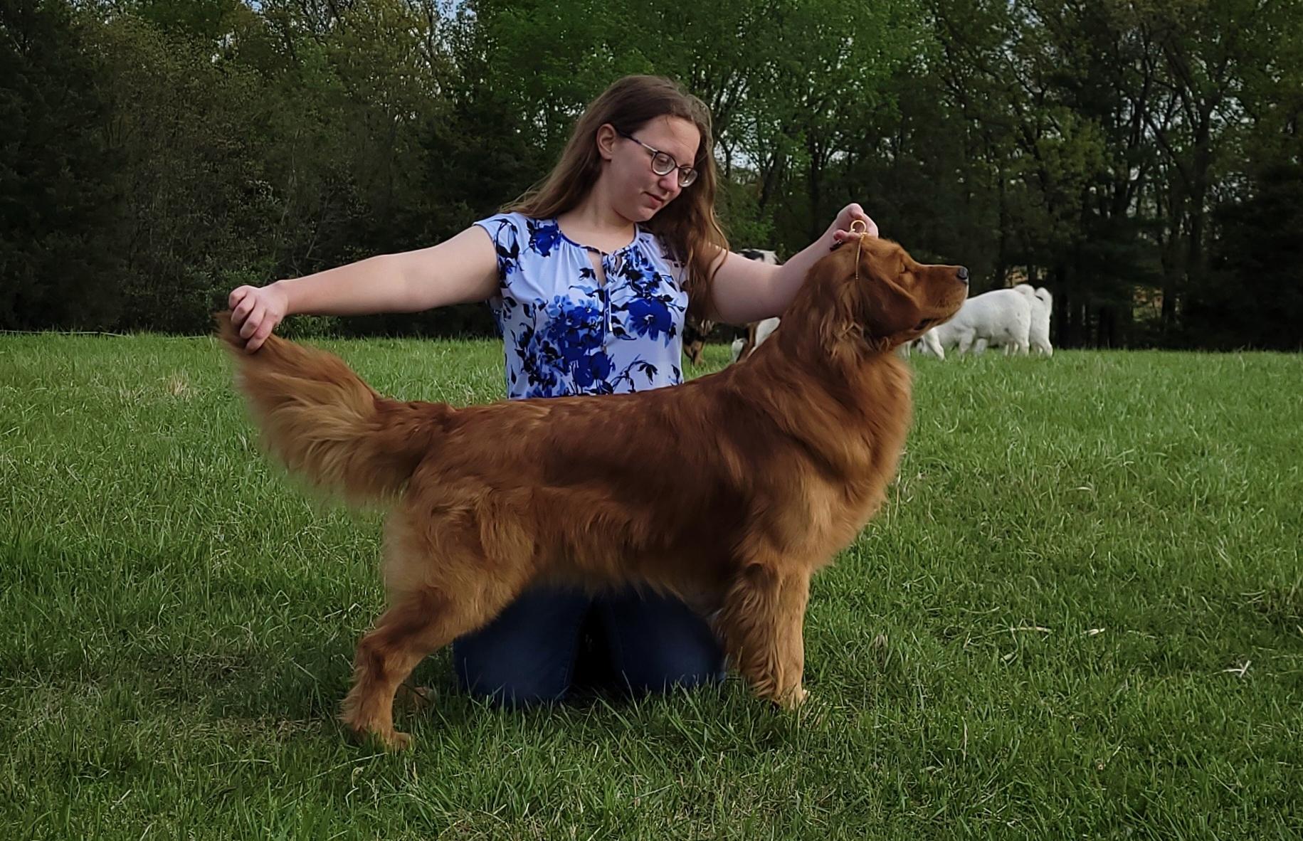 Meramec Kennels in Missouri | Golden Retriever puppies | Good Dog