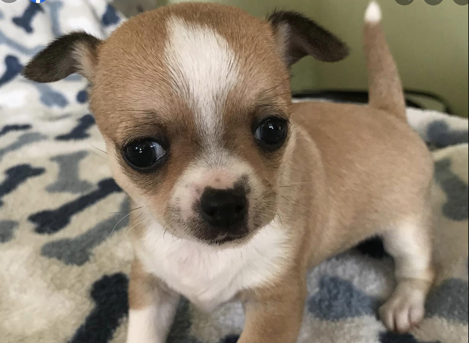 Chet's French Quarter Chihuahuas in Louisiana | Chihuahua puppies ...