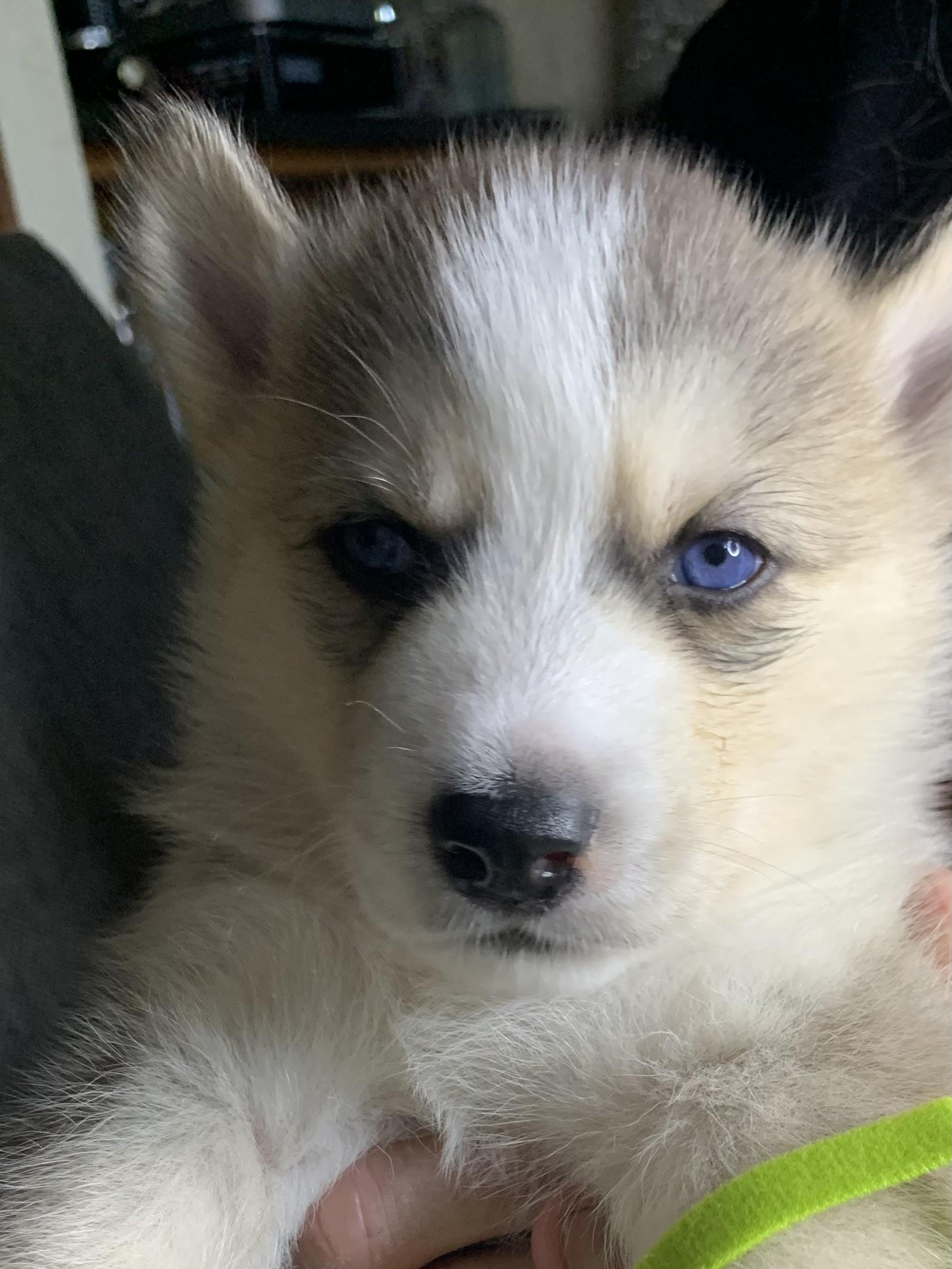 Debra's Siberian Husky's in Kansas | Siberian Husky puppies | Good Dog