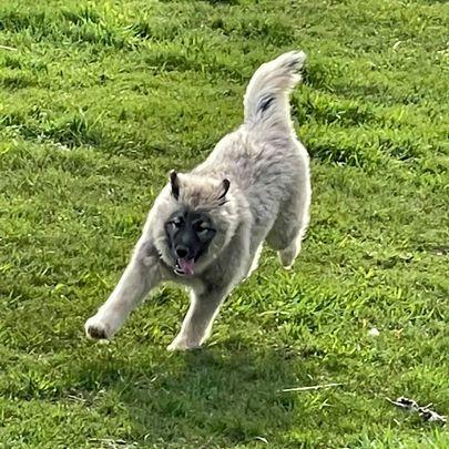 Gale Bly Osborne's Amazing Grace Kennel in Wisconsin | Siberian Husky ...