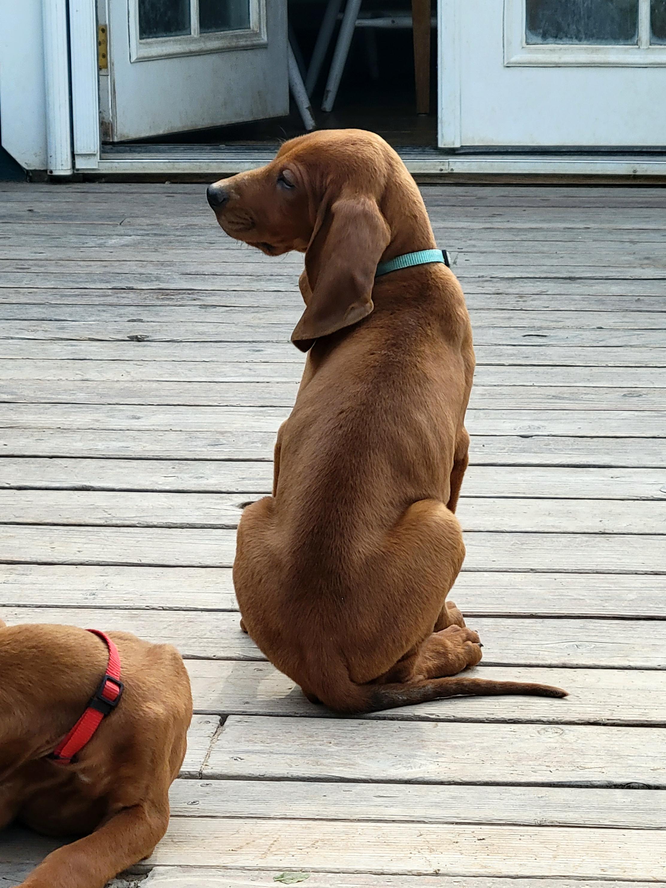 Low Mountain Red Bones in Idaho | Redbone Coonhound puppies | Good Dog