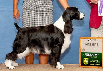 Suncoast English Springer Spaniels in Florida | English Springer ...