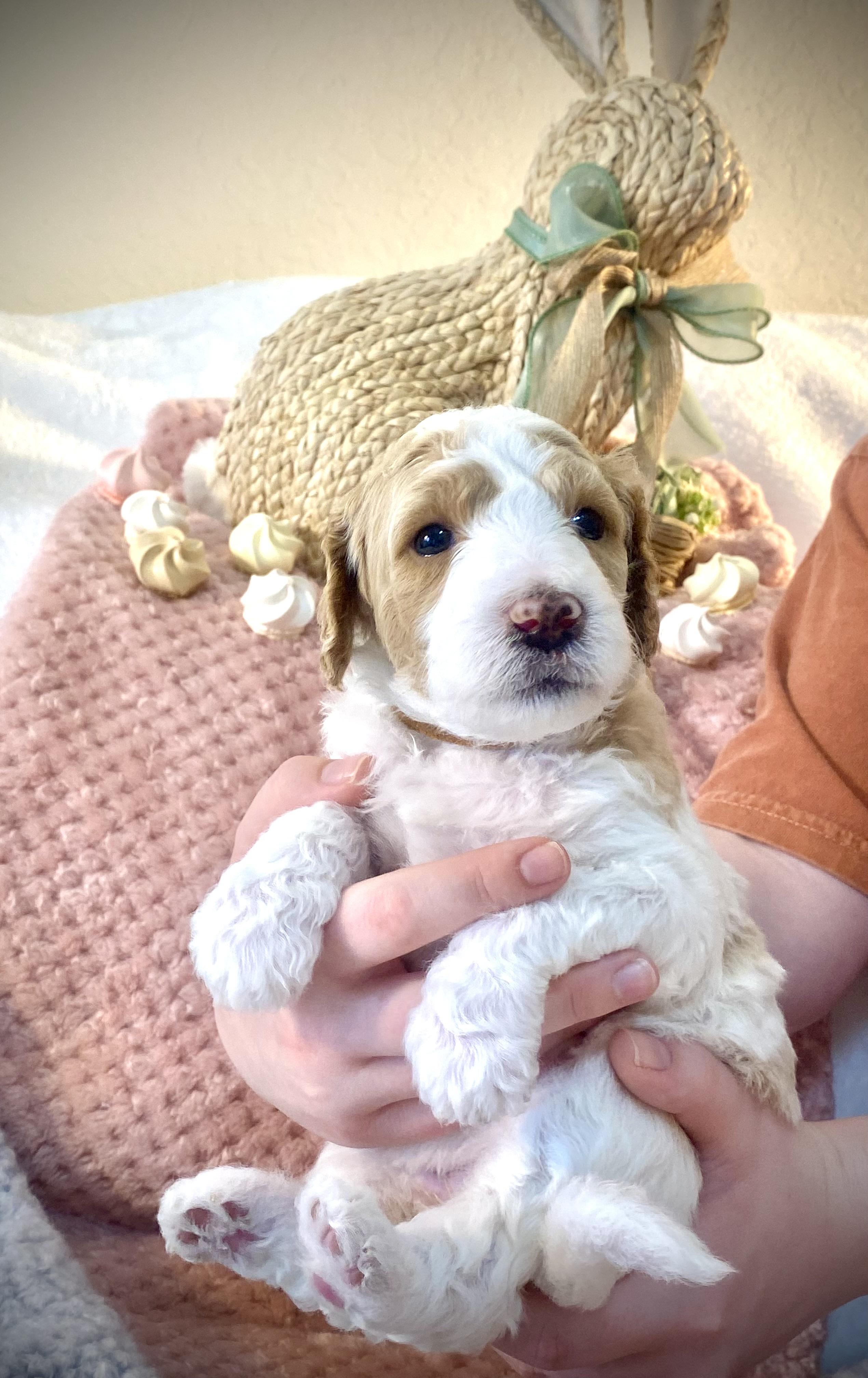 Teddy Gram Goldendoodles and Standard Poodles in Florida | Poodle ...