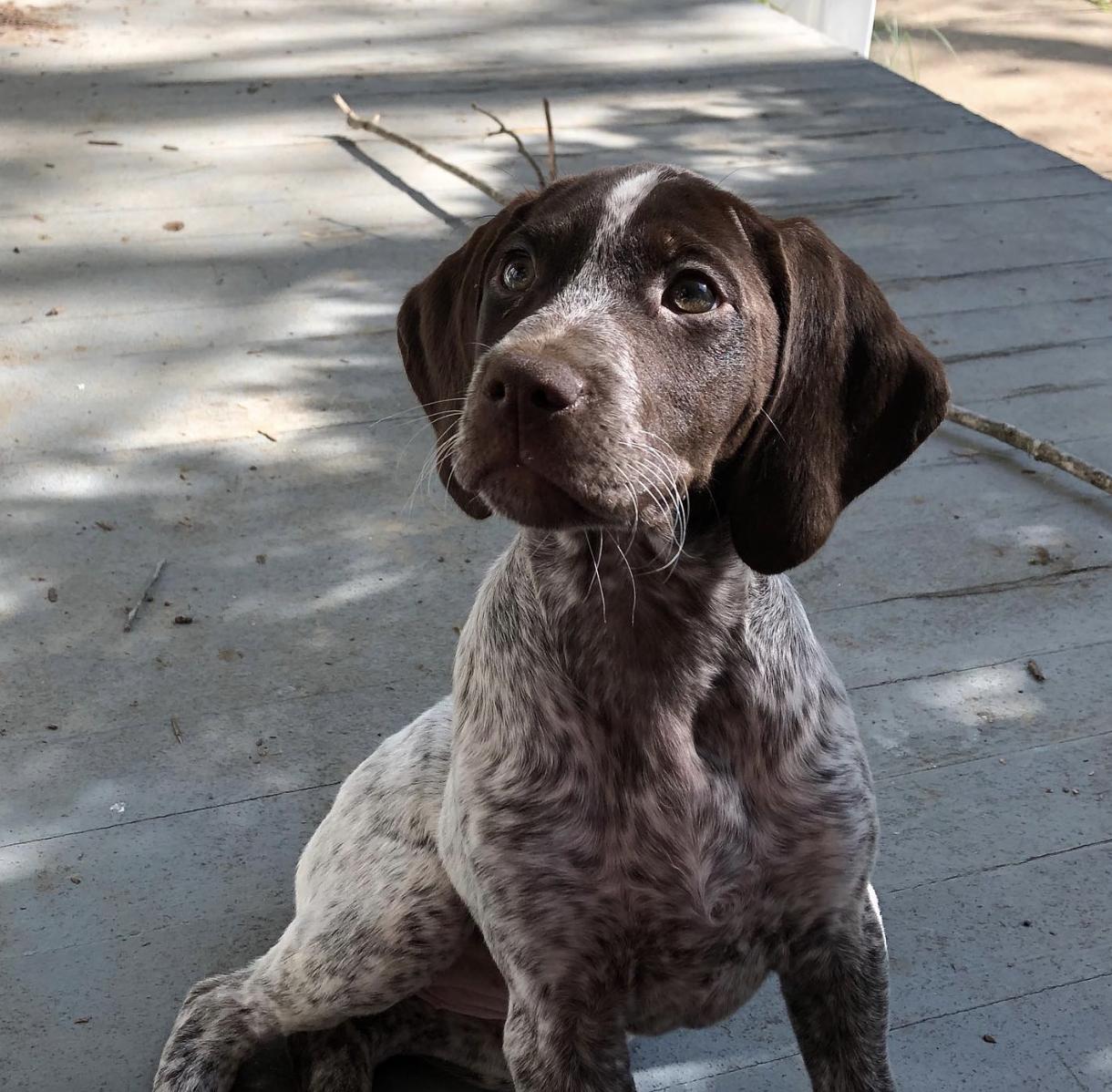 Onyx Retrievers in Vermont | German Shorthaired Pointer puppies | Good Dog