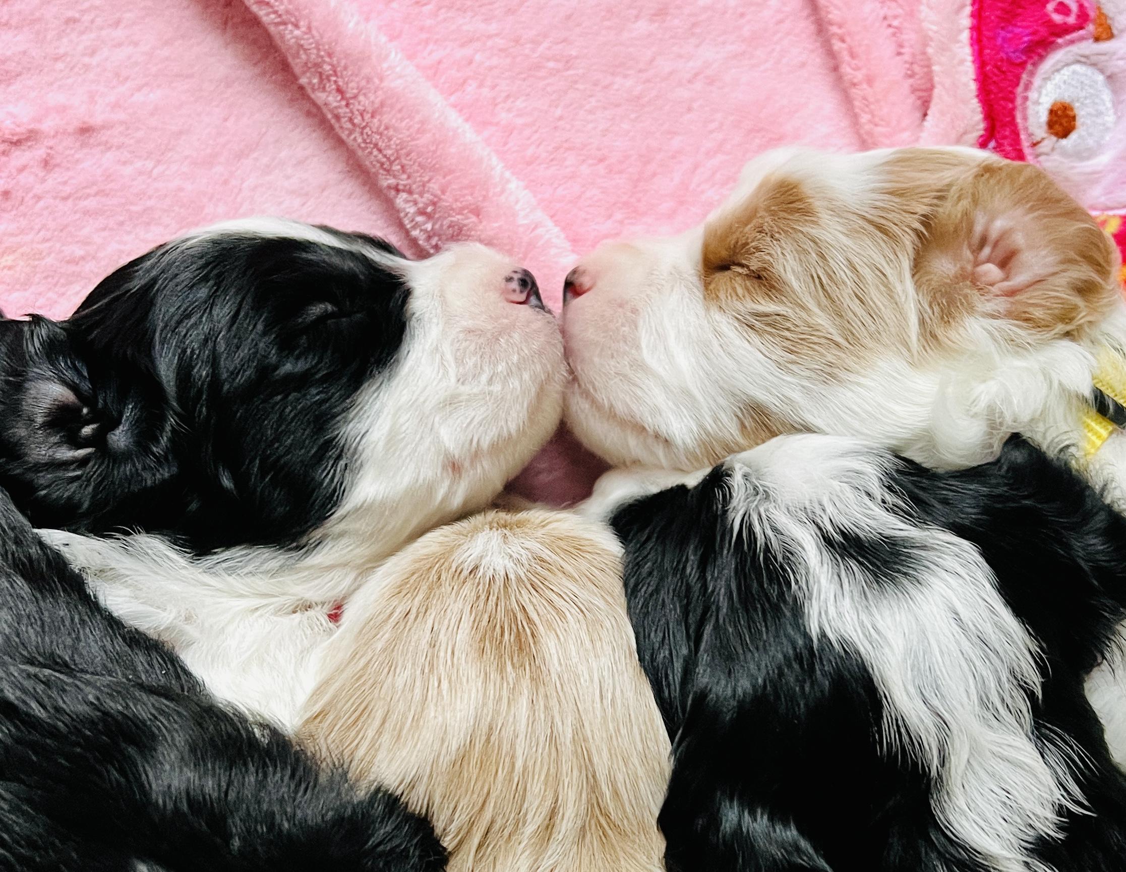 Patriots Poodles and Doodles in Ohio | Australian Labradoodle puppies ...